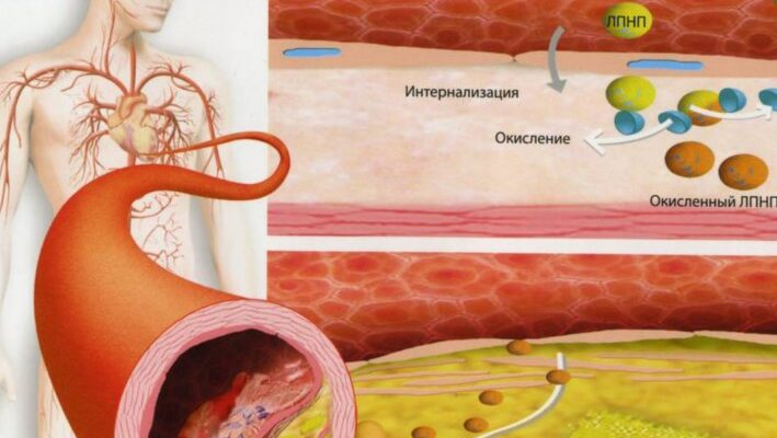 Что замедляет метаболизм - Образованная Сова